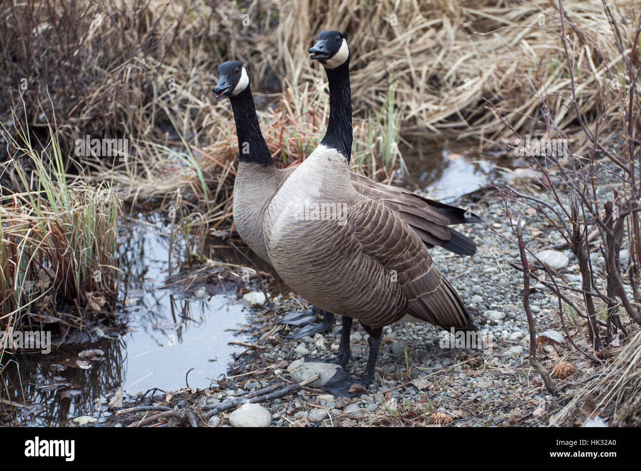 Shocked bird hi-res stock photography and images - Alamy