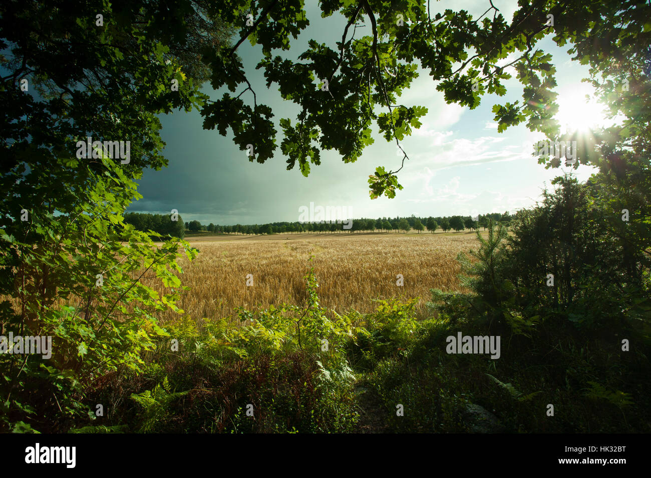 Swedish nature and landscape Stock Photo - Alamy