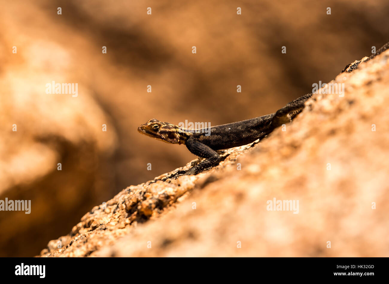 desert, wasteland, wild, africa, lizard, animals, saurian, namibia ...
