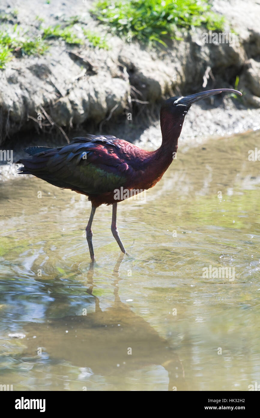 bird, birds, waterfowl, glossy, ibis, animal, brown, brownish, brunette ...