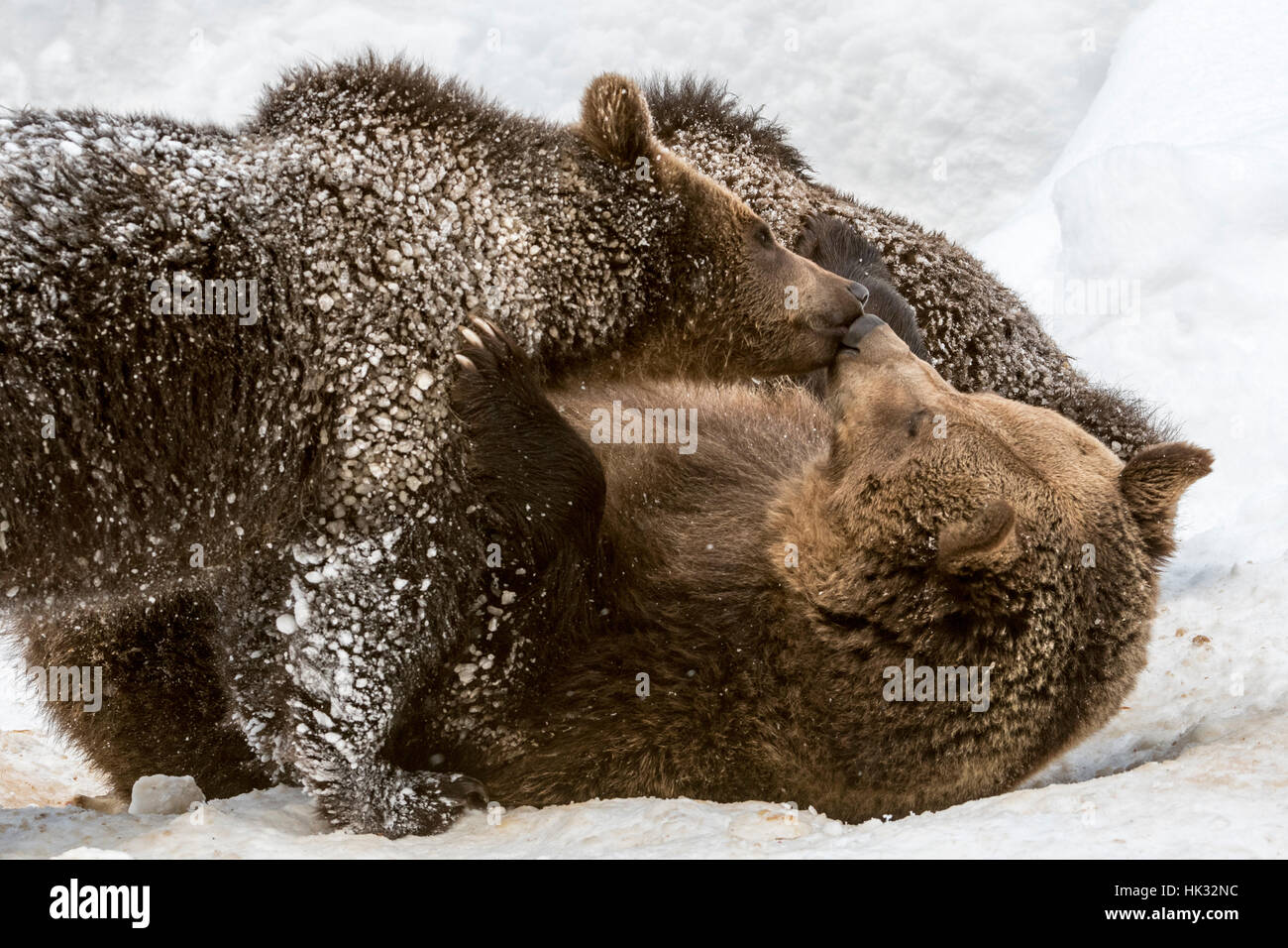 Bear cub lying on back hi-res stock photography and images - Alamy