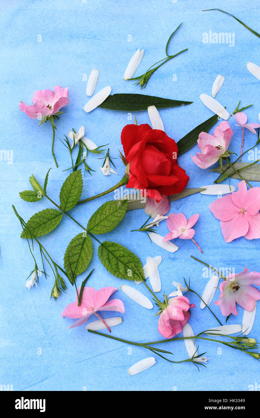 Beautiful Spring frame of flowers on blue background Stock Photo - Alamy