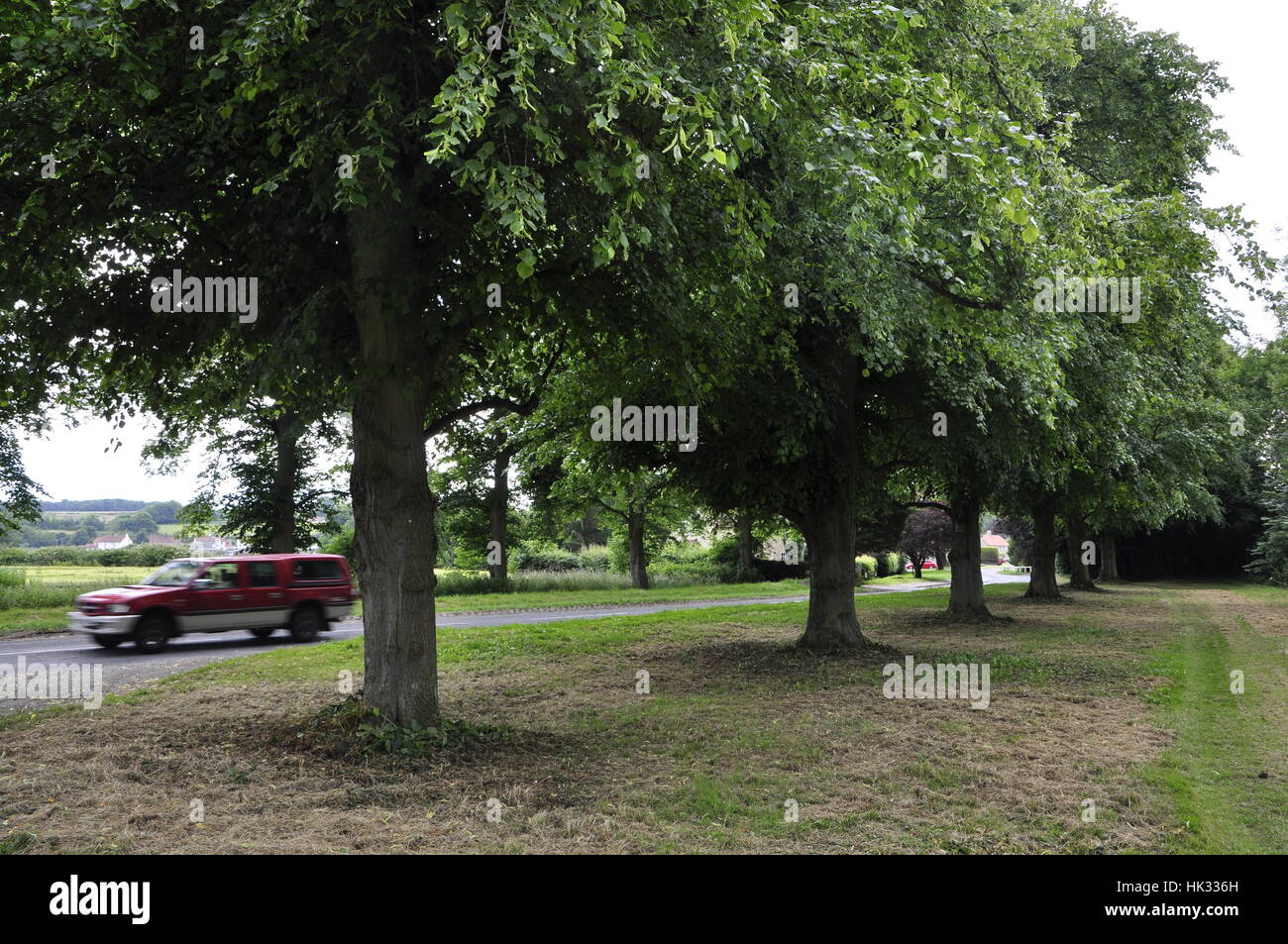 Line of trees Stock Photo - Alamy