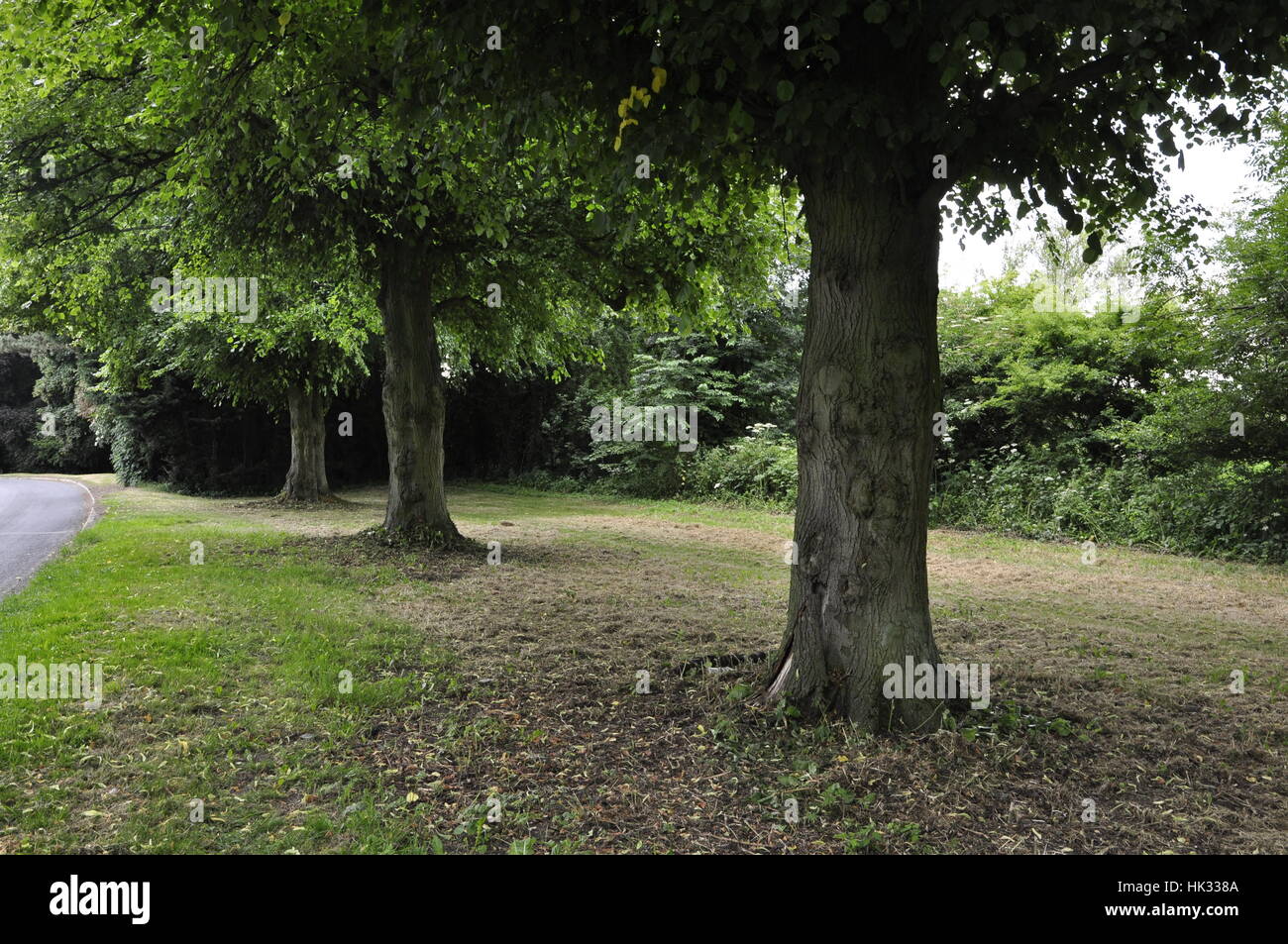 Line of trees Stock Photo - Alamy