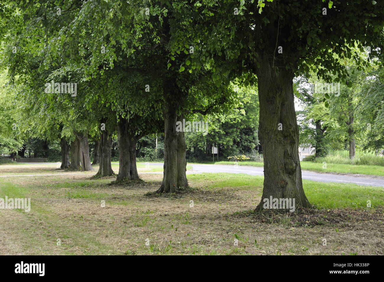 Line of trees Stock Photo - Alamy