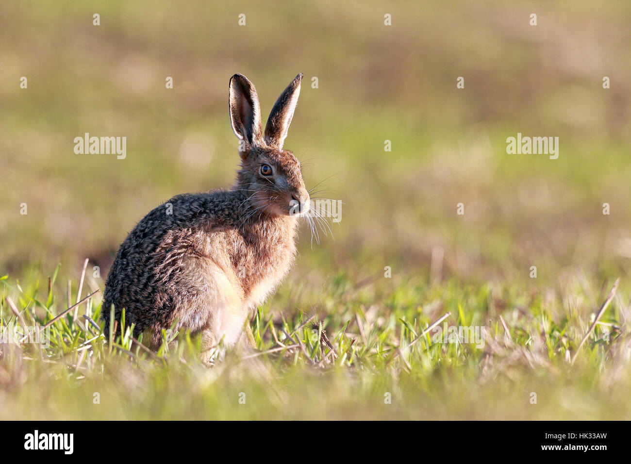 Brown hare feeding in the grass verges Stock Photo - Alamy