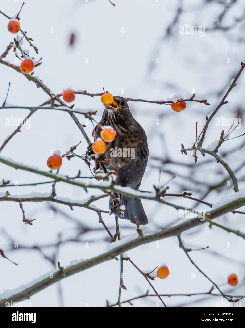 Bird eating ginkgo fruit in snowy winter Stock Photo - Alamy