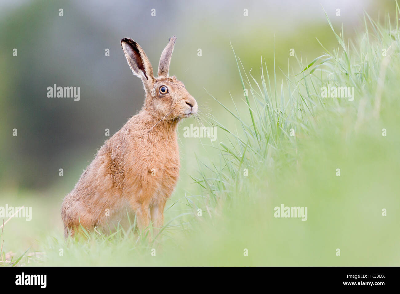 Brown hare feeding in the grass verges Stock Photo - Alamy