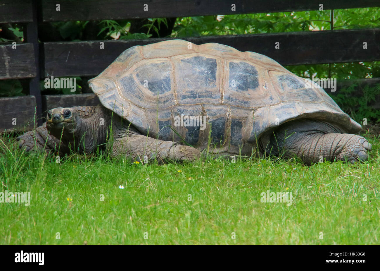 Giant grey tortoise, turtle, galapagos Stock Photo - Alamy