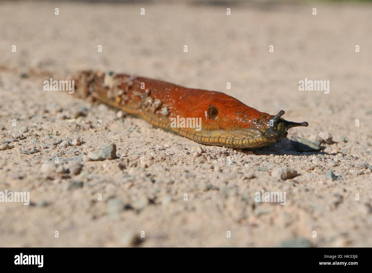 Slug crawling hi-res stock photography and images - Alamy
