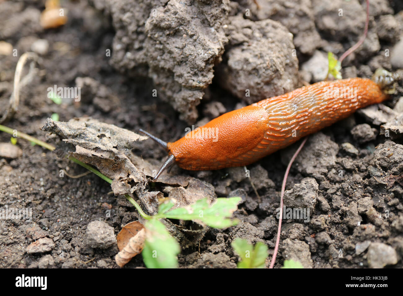 Shiny slug hi-res stock photography and images - Alamy