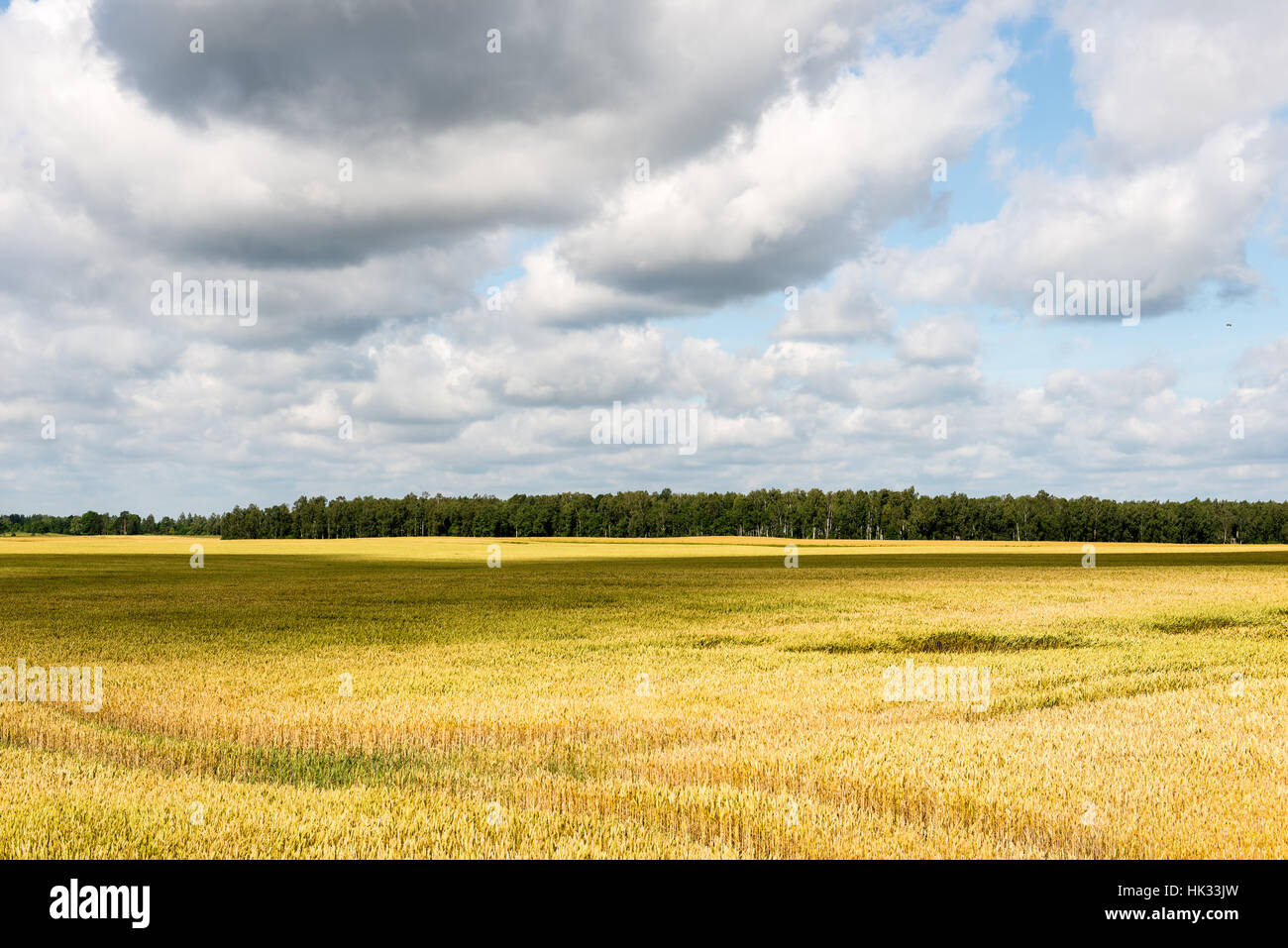 Summer Landscape with Wheat Field and Clouds in latvia Stock Photo - Alamy