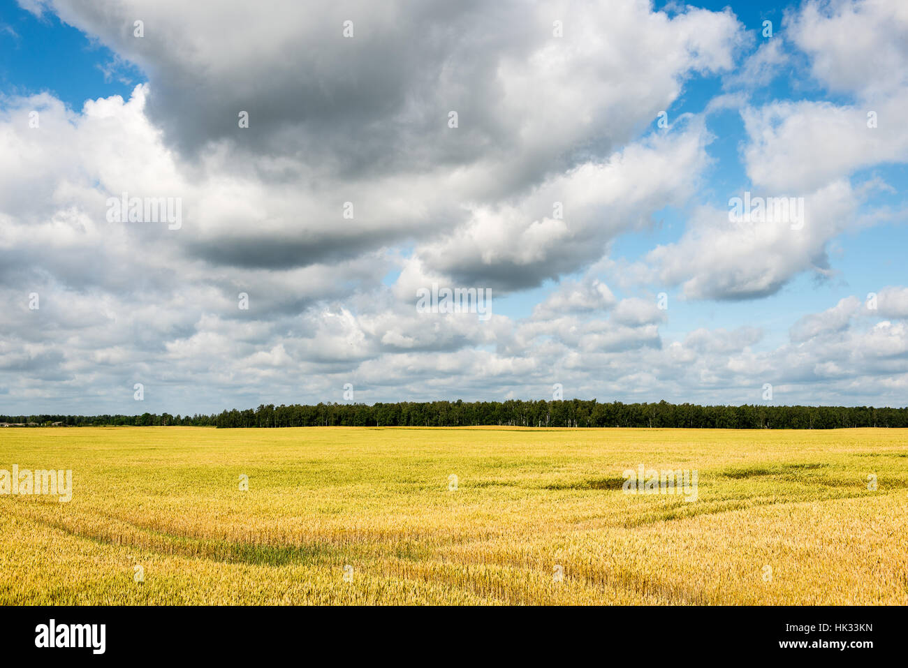 Summer Landscape with Wheat Field and Clouds in latvia Stock Photo - Alamy