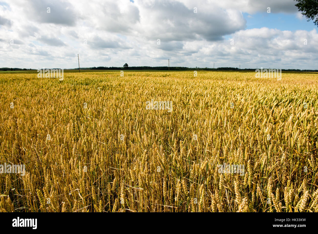 Summer Landscape with Wheat Field and Clouds in latvia Stock Photo - Alamy