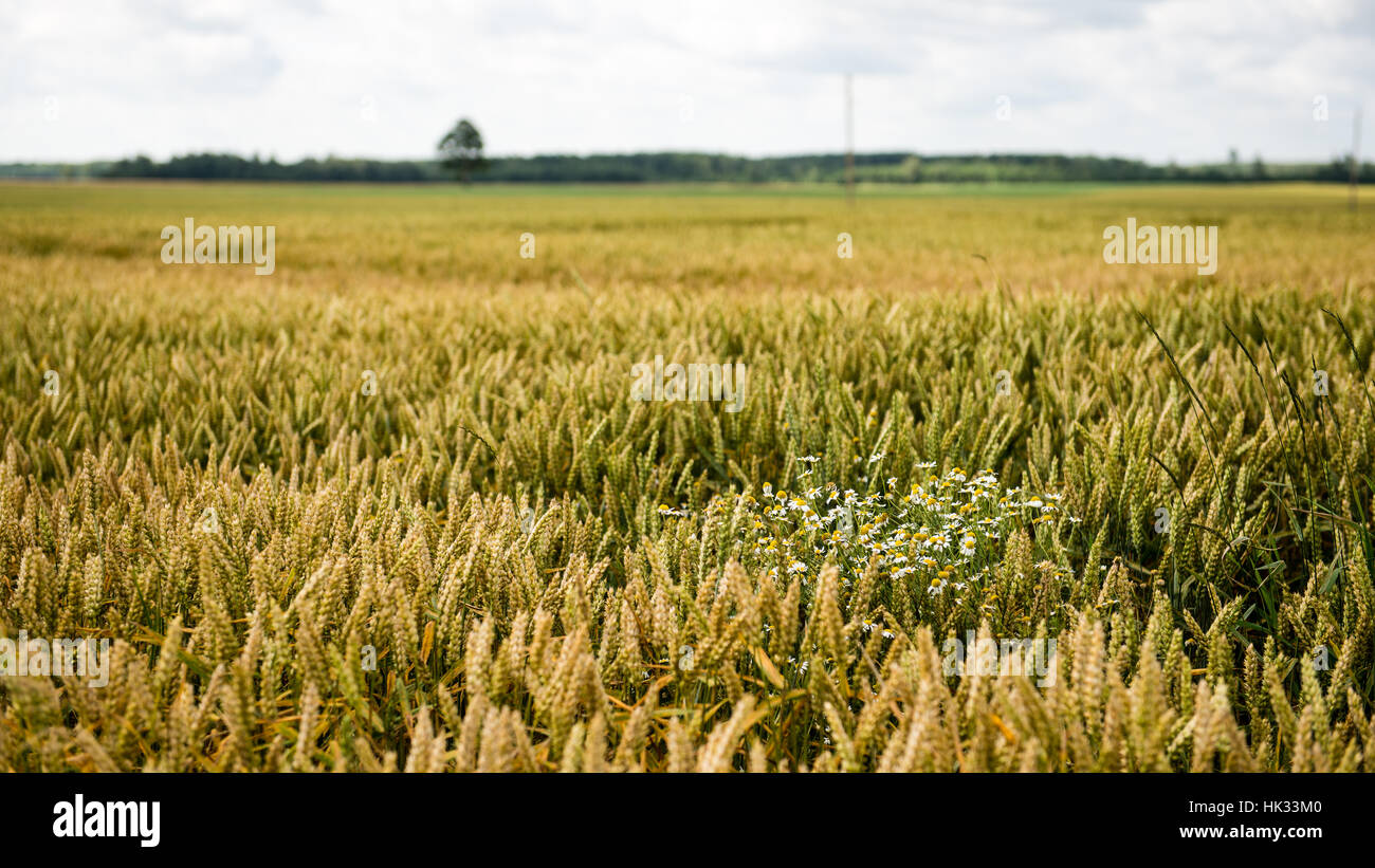 Summer Landscape with Wheat Field and Clouds in latvia Stock Photo - Alamy
