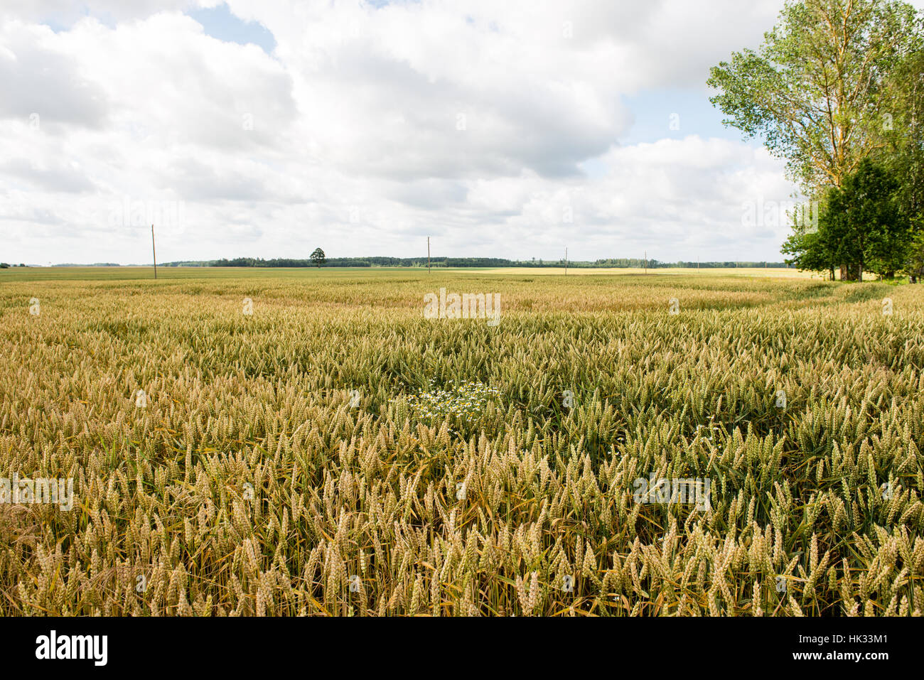 Summer Landscape with Wheat Field and Clouds in latvia Stock Photo - Alamy