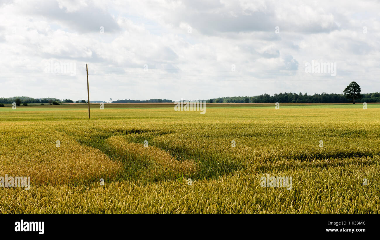 Summer Landscape with Wheat Field and Clouds in latvia Stock Photo - Alamy