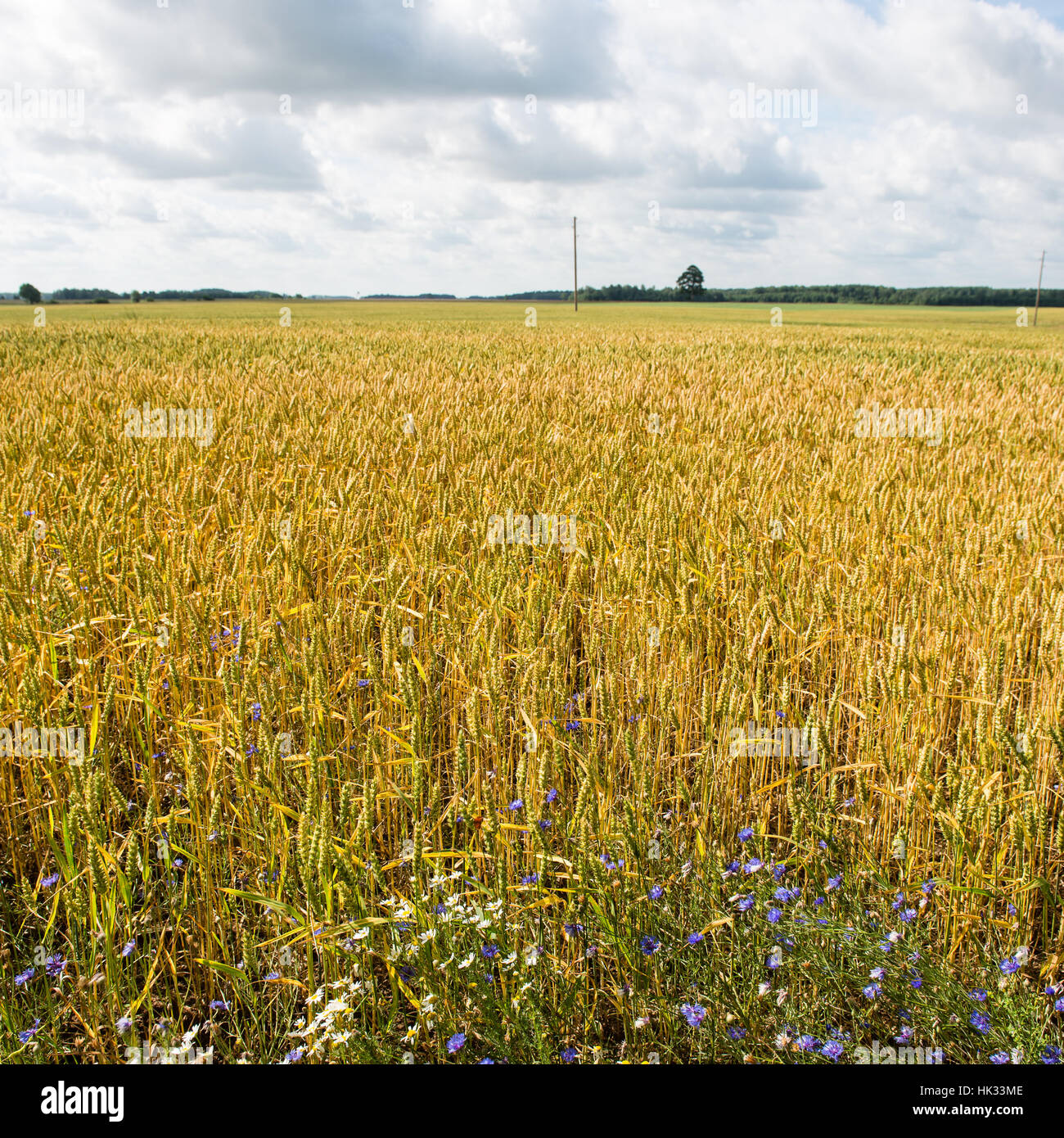 Summer Landscape with Wheat Field and Clouds in latvia Stock Photo - Alamy
