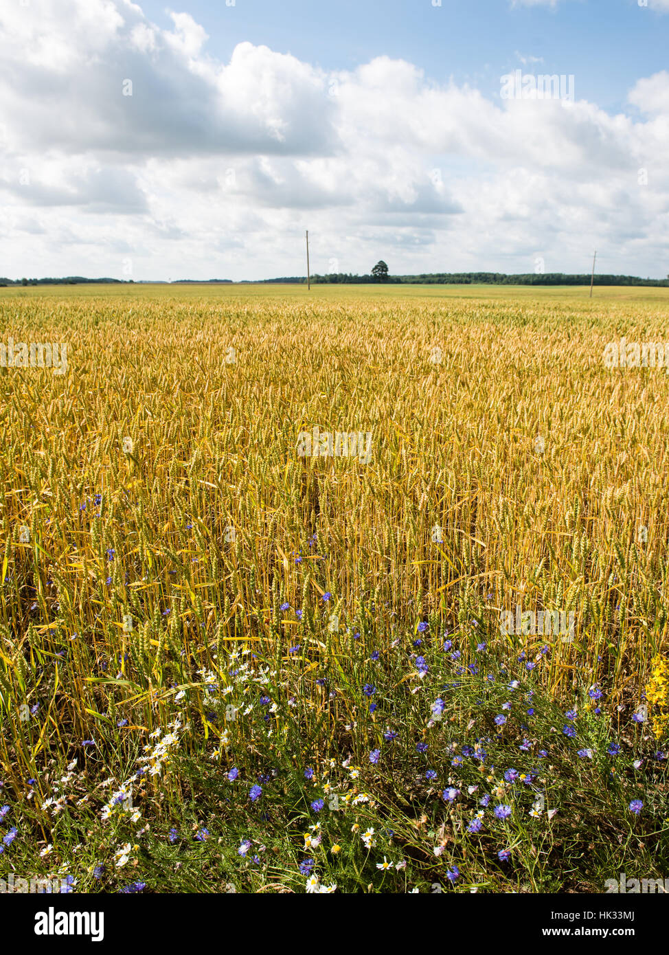 Summer Landscape with Wheat Field and Clouds in latvia Stock Photo - Alamy