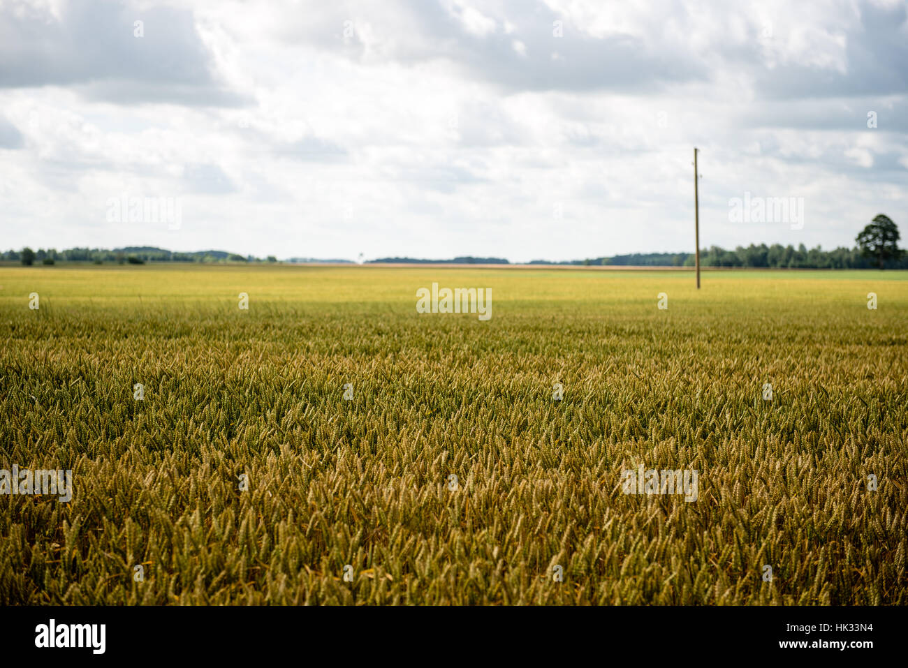 Summer Landscape with Wheat Field and Clouds in latvia Stock Photo - Alamy