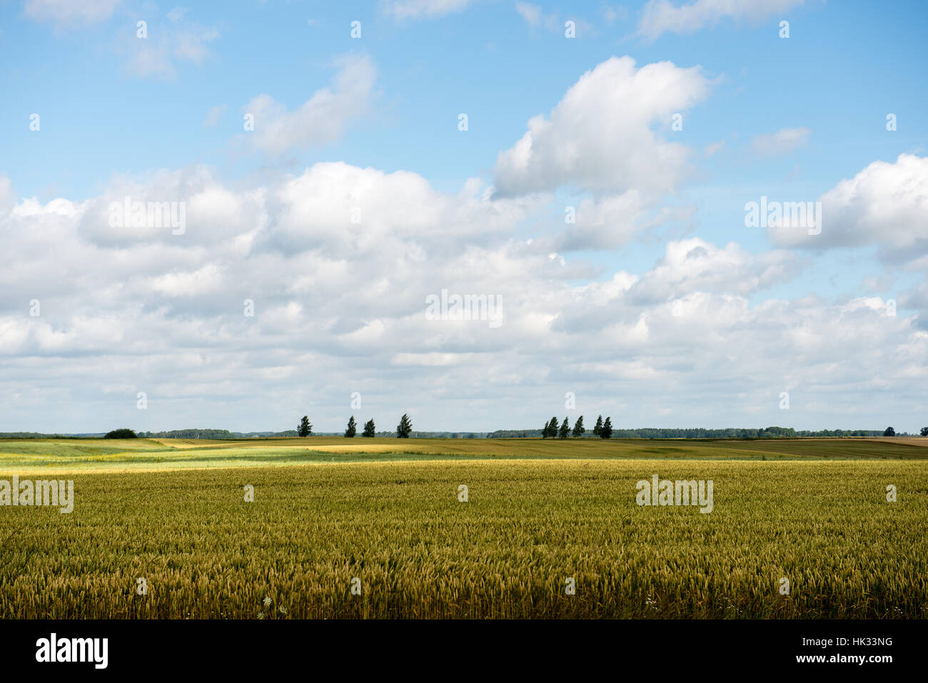 Summer Landscape with Wheat Field and Clouds in latvia Stock Photo - Alamy