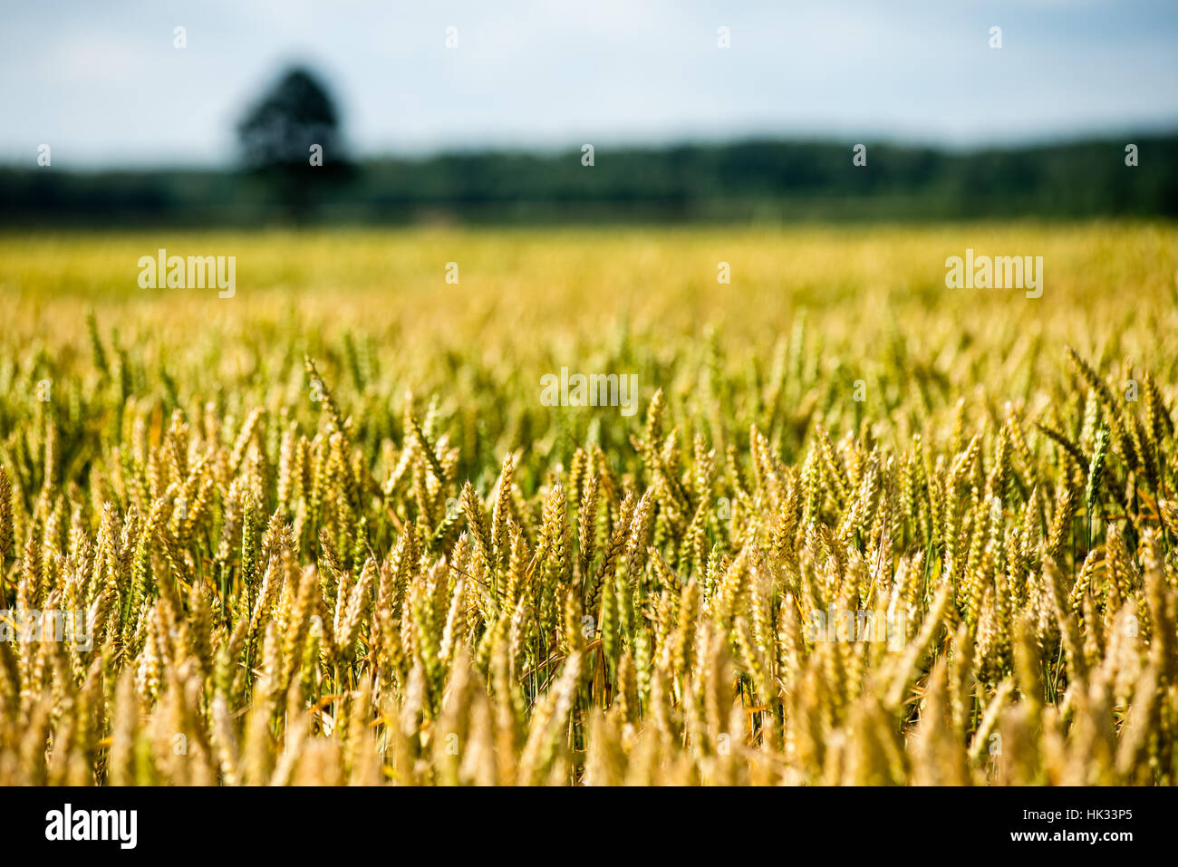 Summer Landscape with Wheat Field and Clouds in latvia Stock Photo - Alamy
