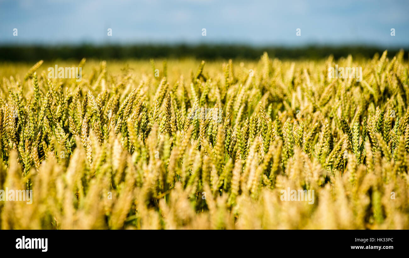 Summer Landscape with Wheat Field and Clouds in latvia Stock Photo - Alamy