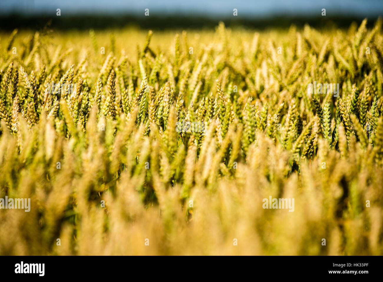 Summer Landscape with Wheat Field and Clouds in latvia Stock Photo - Alamy