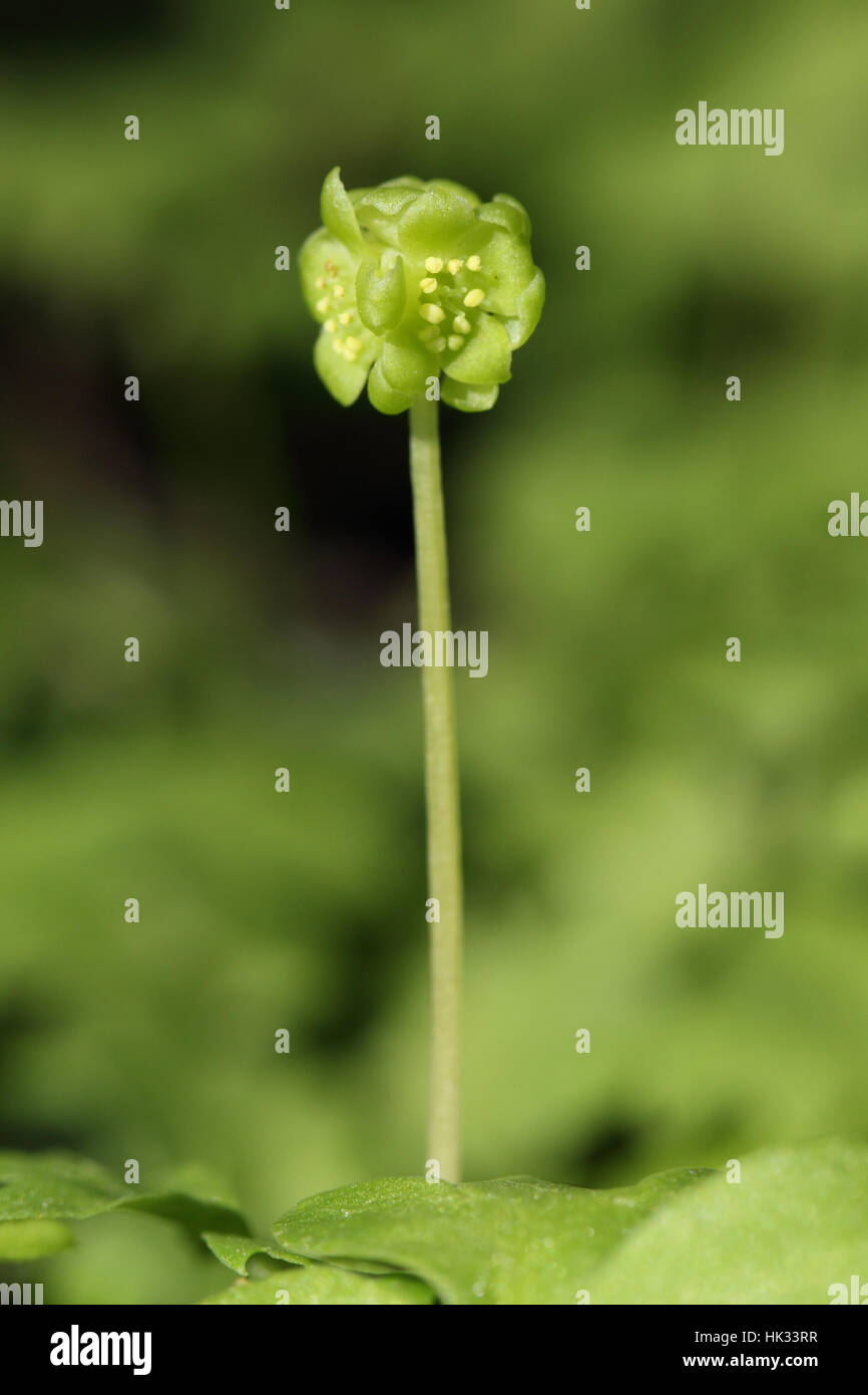Moschatel (Adoxa moschatellina), an early spring flower photographed ...