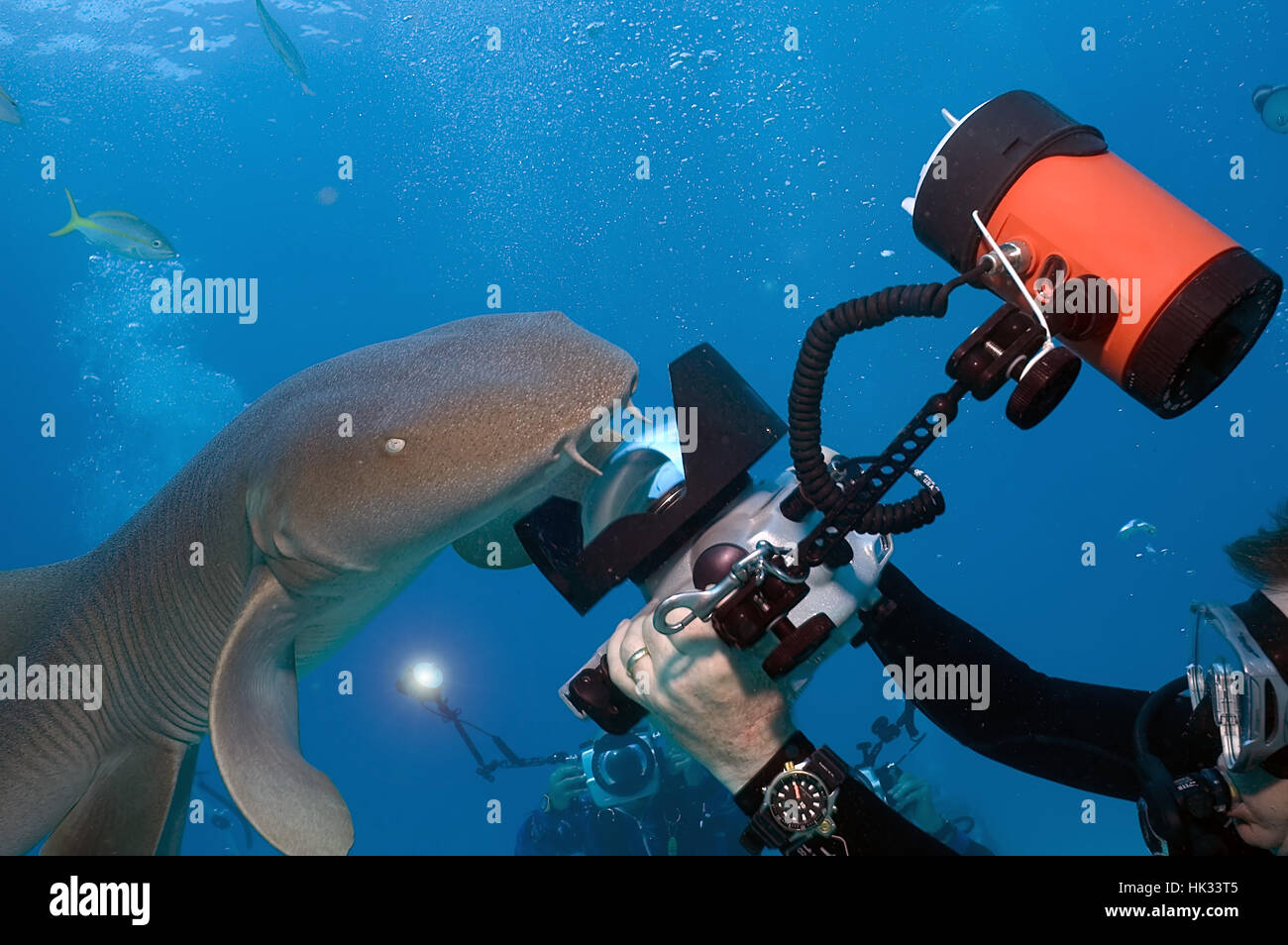 photo, camera, photographer, attack, defense, blue, curiosity, fish ...