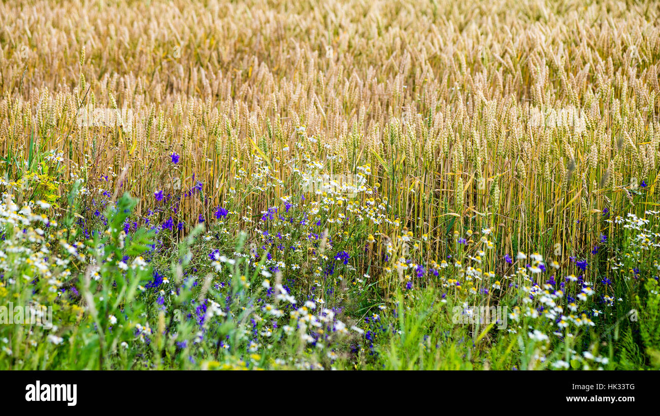 Summer Landscape with Wheat Field and Clouds in latvia Stock Photo - Alamy