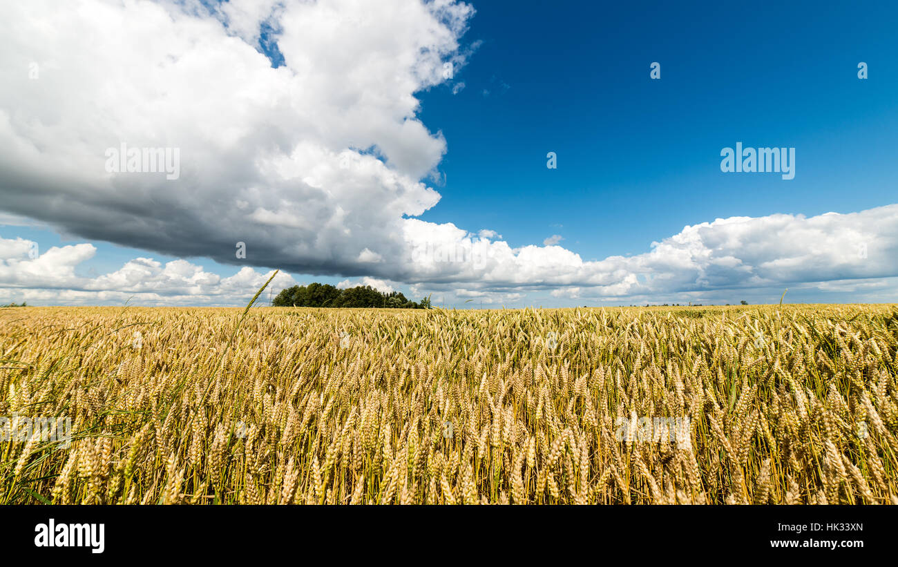 Summer Landscape with Wheat Field and Clouds in latvia Stock Photo - Alamy