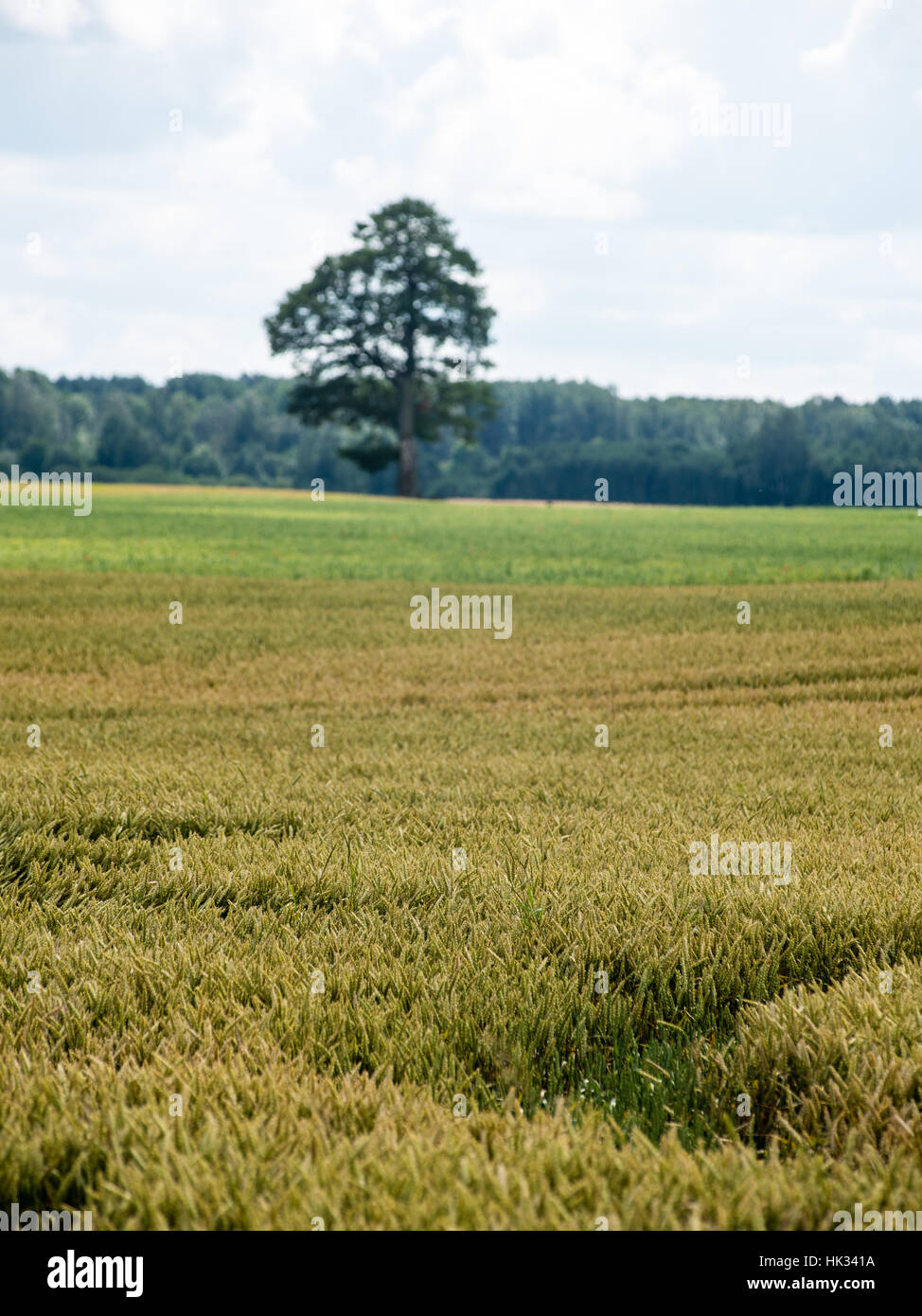Summer Landscape with Wheat Field and Clouds in latvia Stock Photo - Alamy