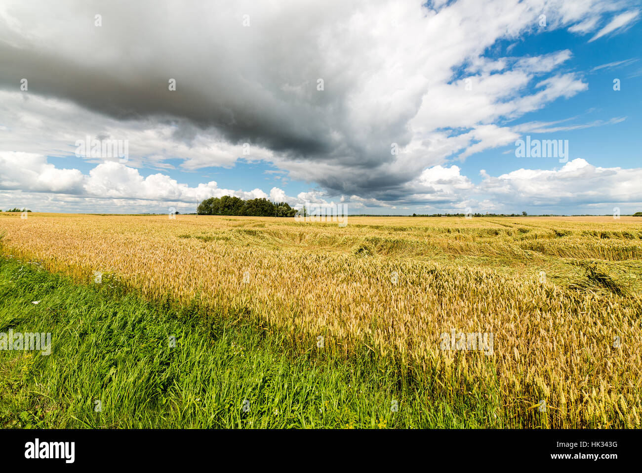Summer Landscape with Wheat Field and Clouds in latvia Stock Photo - Alamy