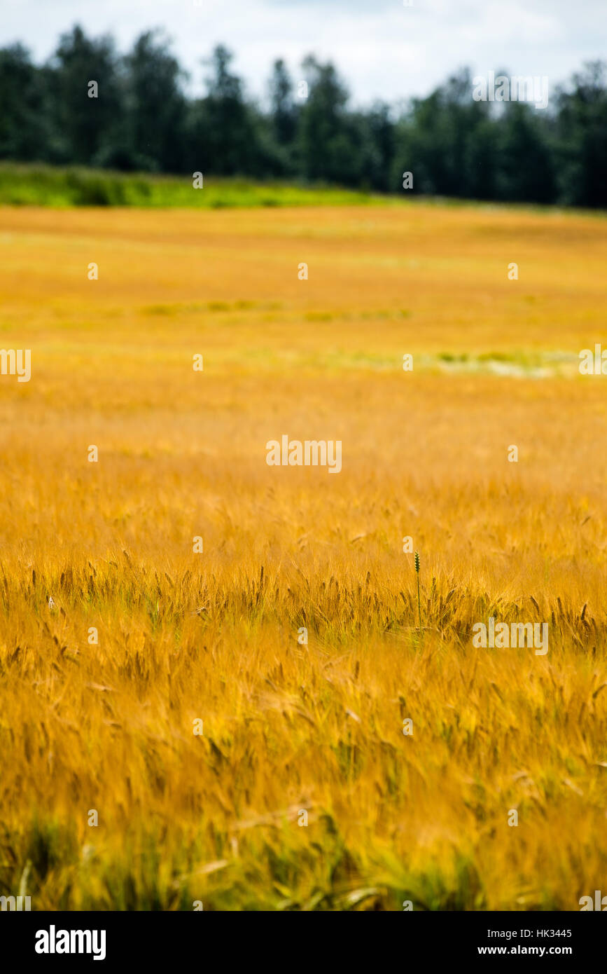 Summer Landscape with Wheat Field and Clouds in latvia Stock Photo - Alamy