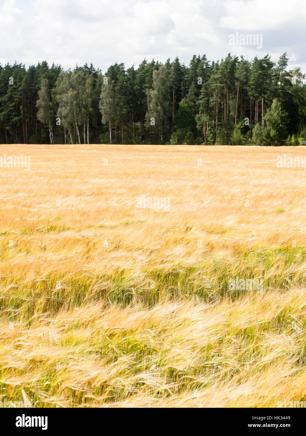 Summer Landscape with Wheat Field and Clouds in latvia Stock Photo - Alamy