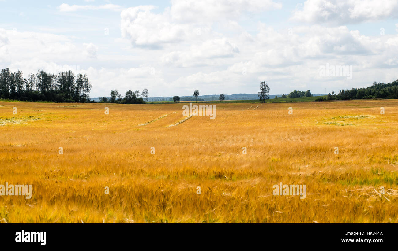 Summer Landscape with Wheat Field and Clouds in latvia Stock Photo - Alamy