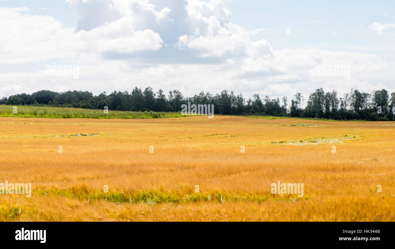 Summer Landscape with Wheat Field and Clouds in latvia Stock Photo - Alamy