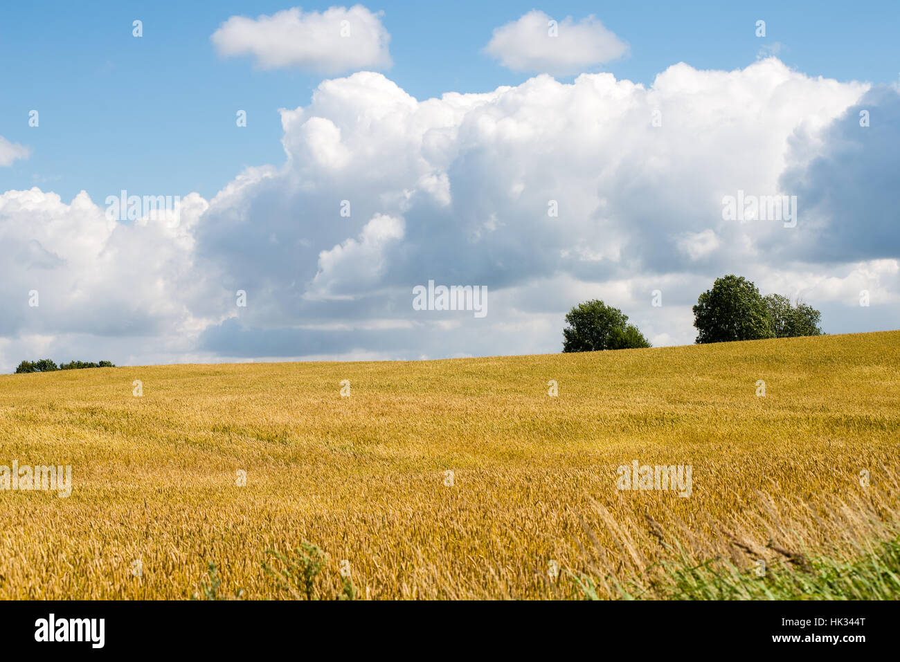 Summer Landscape with Wheat Field and Clouds in latvia Stock Photo - Alamy