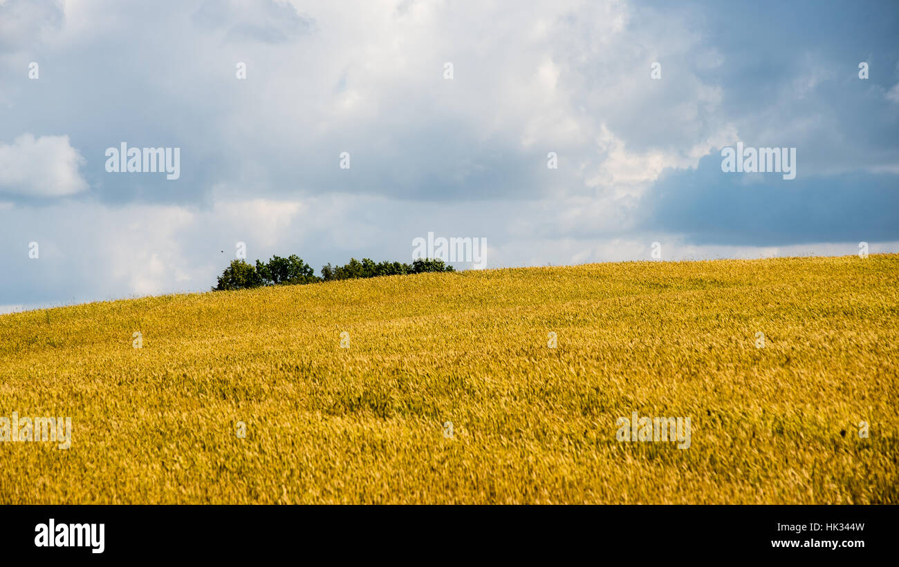 Summer Landscape with Wheat Field and Clouds in latvia Stock Photo - Alamy