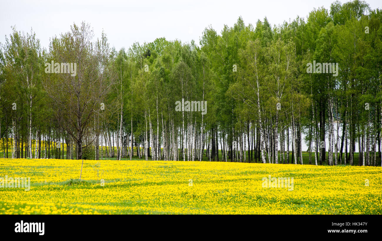 Summer Landscape with yellow flower Field and Clouds in latvia Stock ...