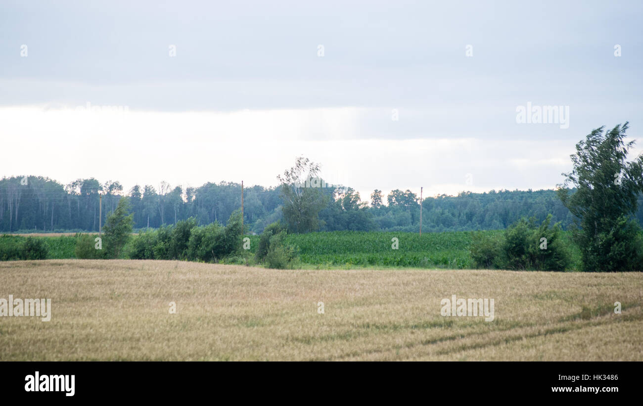 Summer Landscape with Wheat Field and Clouds in latvia Stock Photo - Alamy