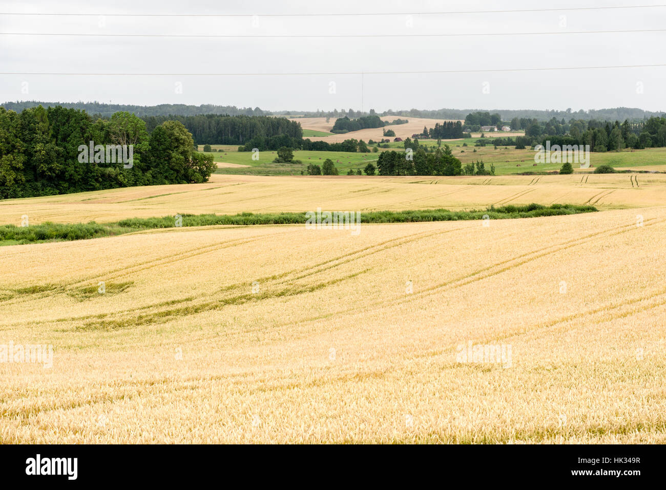 Summer Landscape with Wheat Field and Clouds in latvia Stock Photo - Alamy