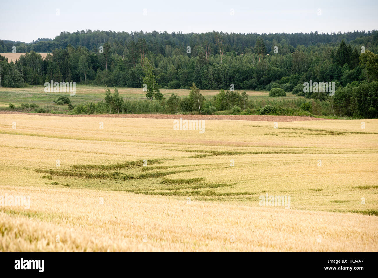Summer Landscape with Wheat Field and Clouds in latvia Stock Photo - Alamy