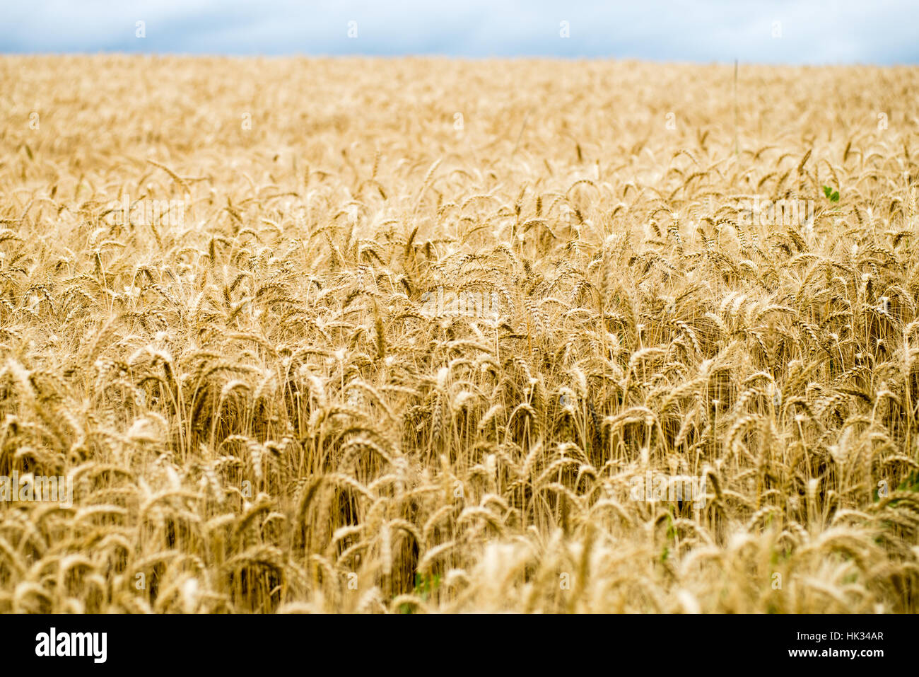 Summer Landscape with Wheat Field and Clouds in latvia Stock Photo - Alamy