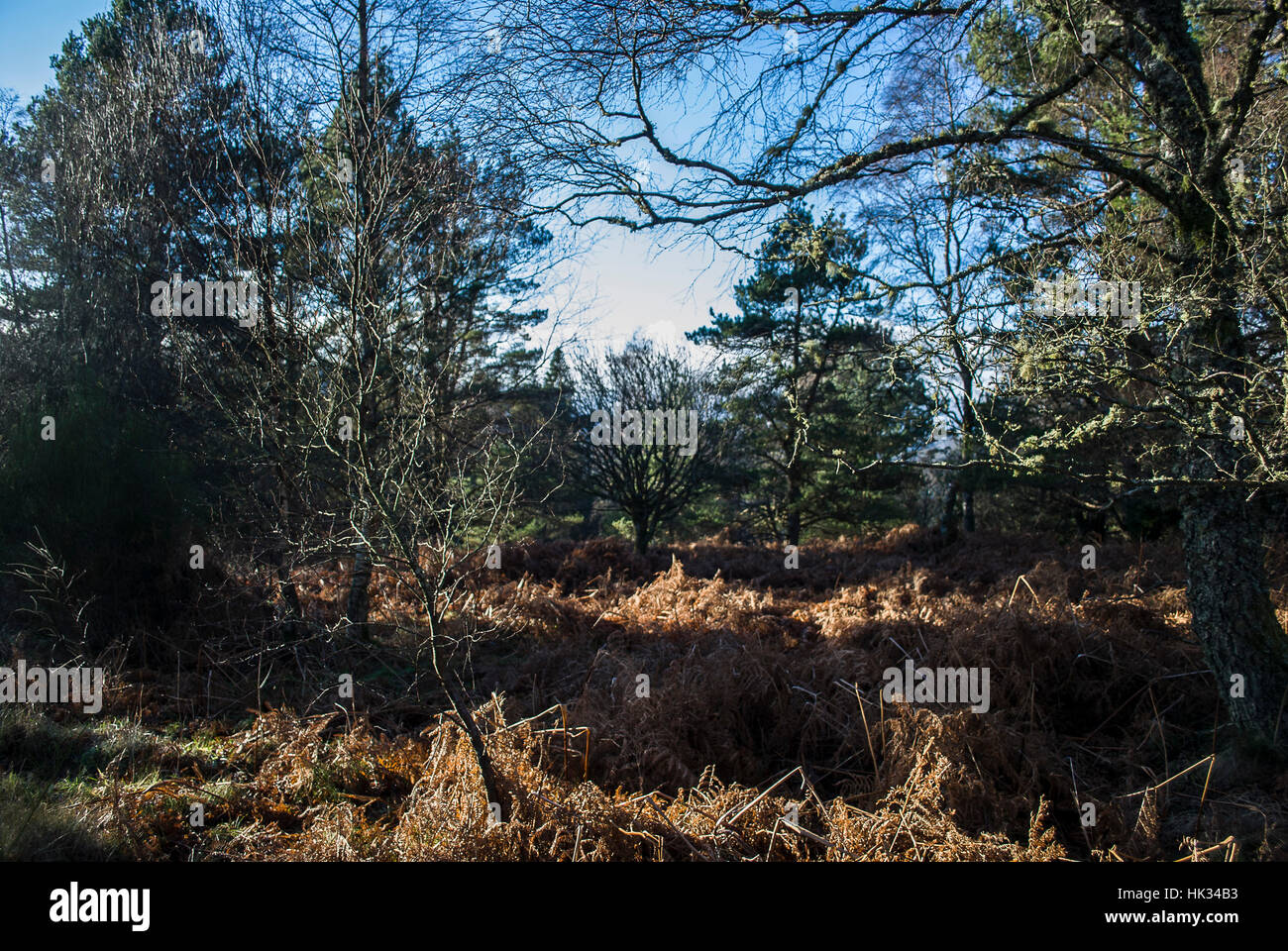 The Knock, Perthshire, Scotland Stock Photo - Alamy
