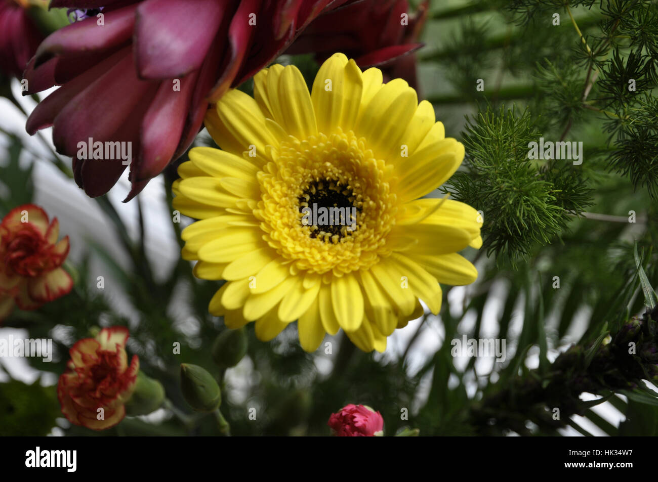Yellow gerbera daisy Stock Photo - Alamy