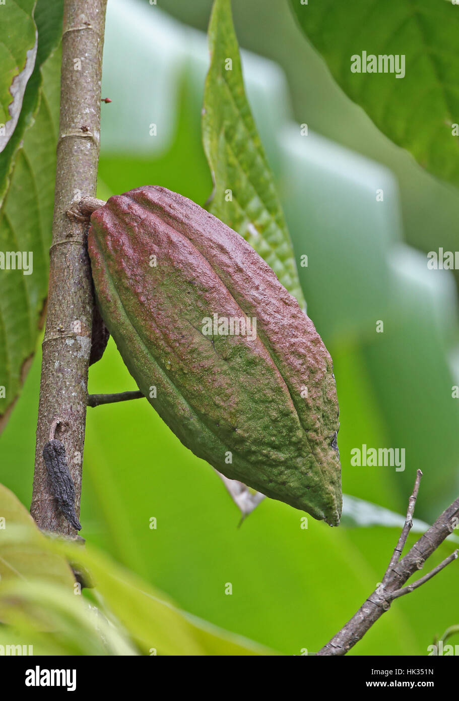 Cocoa plantations hi-res stock photography and images - Alamy