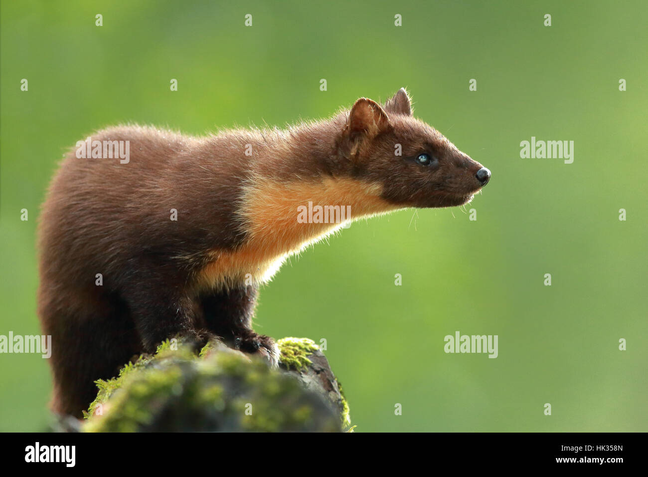 Scottish pine marten hi-res stock photography and images - Alamy