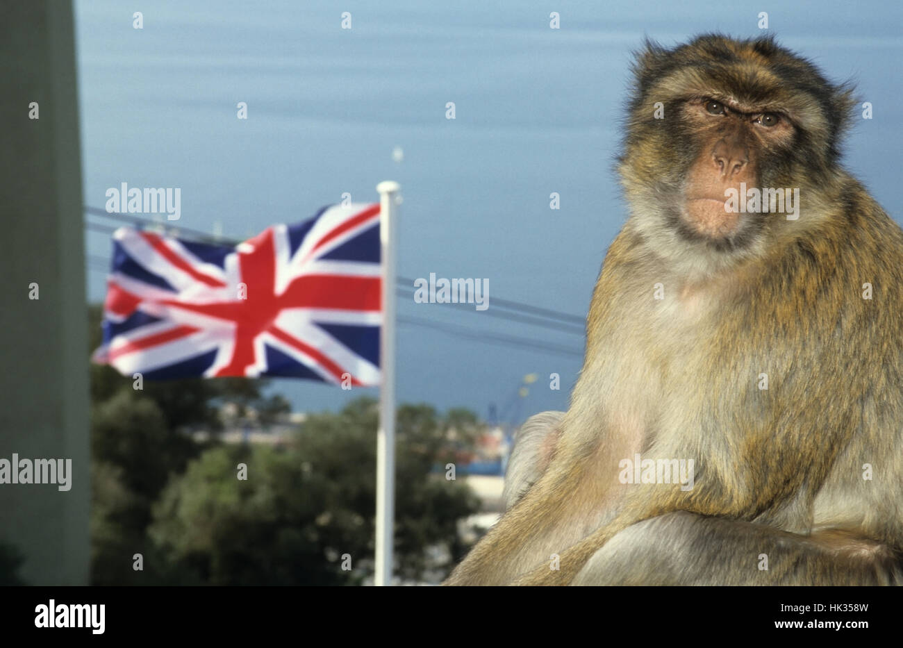 Gibraltar ape high above on the rock, British flag in the background ...